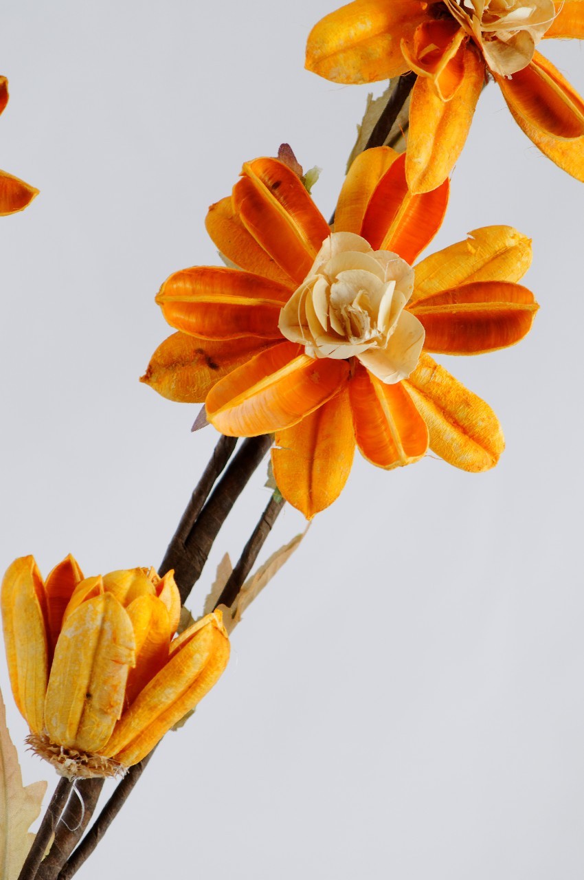 Flori exotice uscate