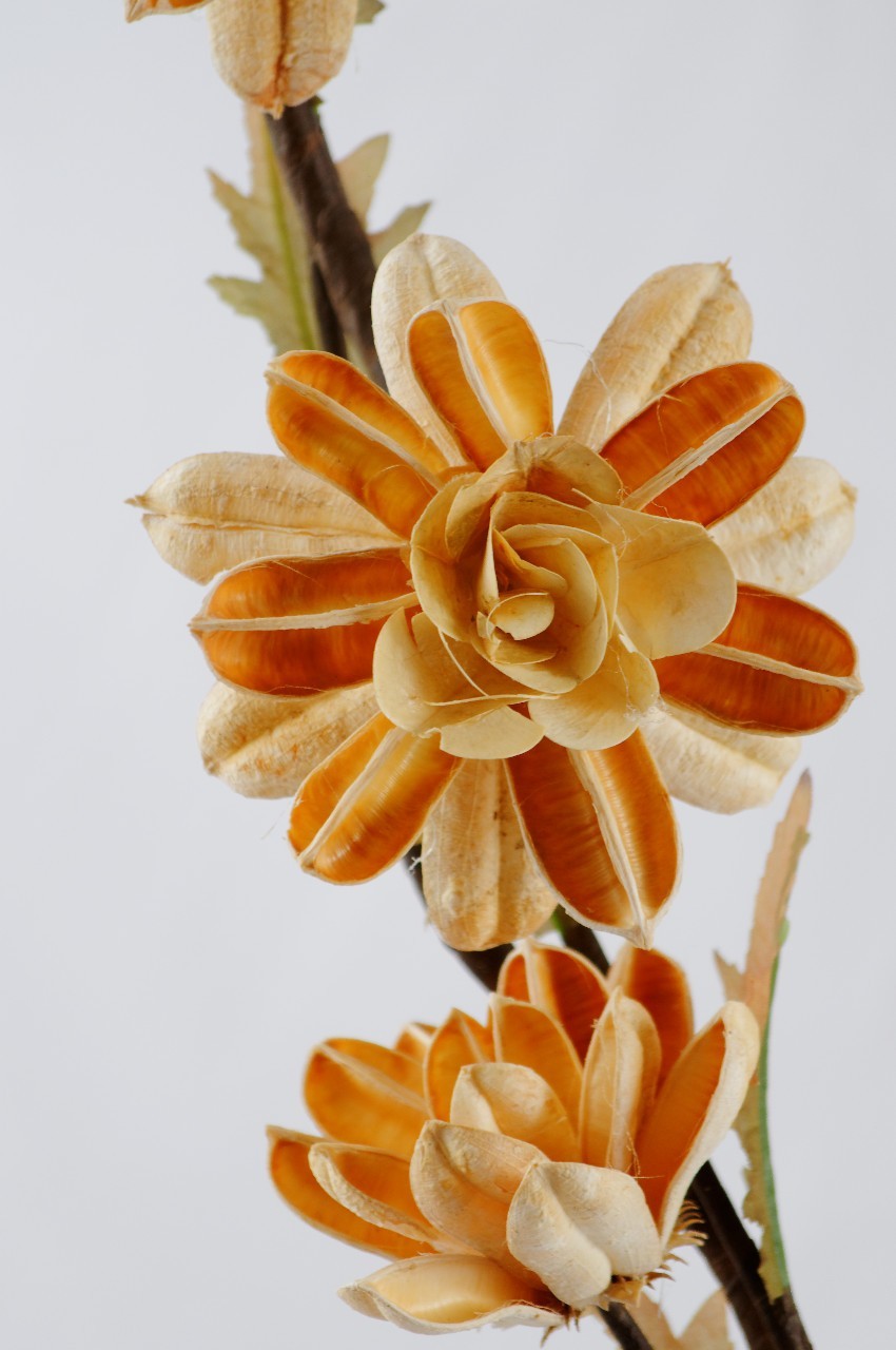 Floare exotica uscata - Culoare deschisa